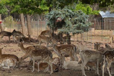 Plan Your Visit — Grand Canyon Deer Farm